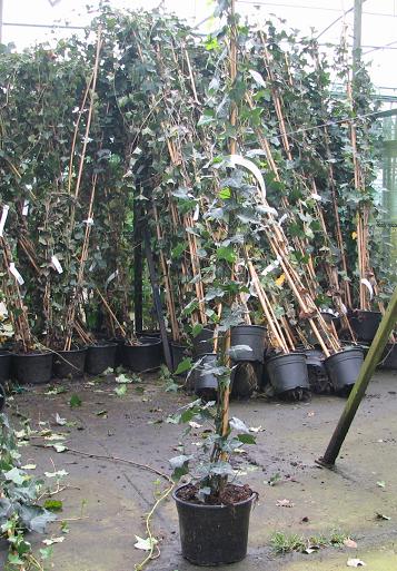 klimop (hedera) als haag? - Tuinadvies over Plantenkeuze - ATuin webshop