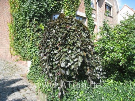 Rode Treurbeuk (Fagus sylvatica 'Purpurea Pendula') met GroeiGarantie ...