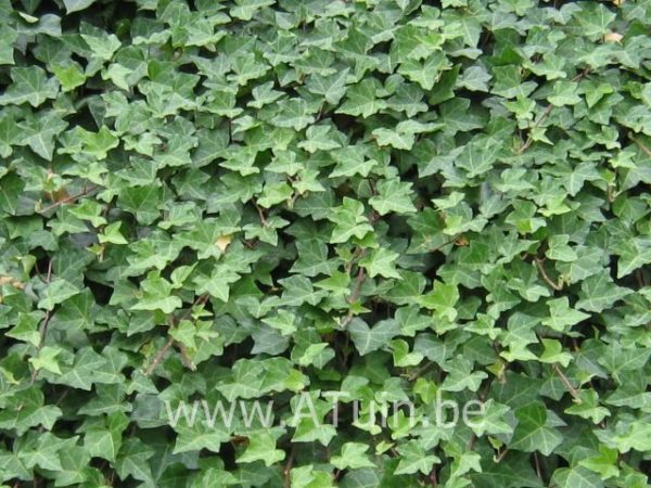 Klimop (Hedera helix) met GroeiGarantie - ATuin