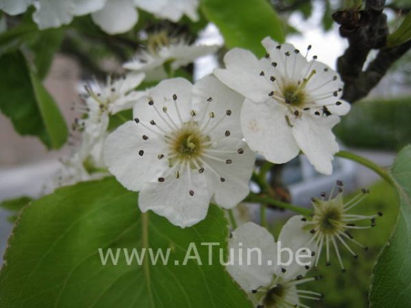 Hoe een boompaal plaatsen - Tuinadvies over Je tuin zelf aanleggen ...
