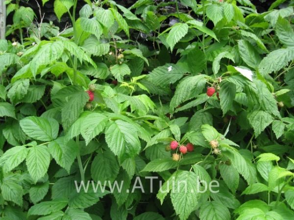 Framboos (Rubus idaeus 'Malling Promise') met GroeiGarantie - ATuin