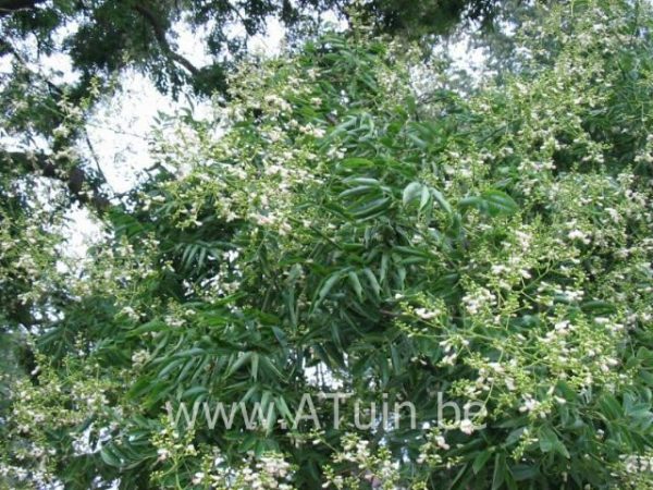 Japanse honingboom (Sophora japonica) met GroeiGarantie - ATuin