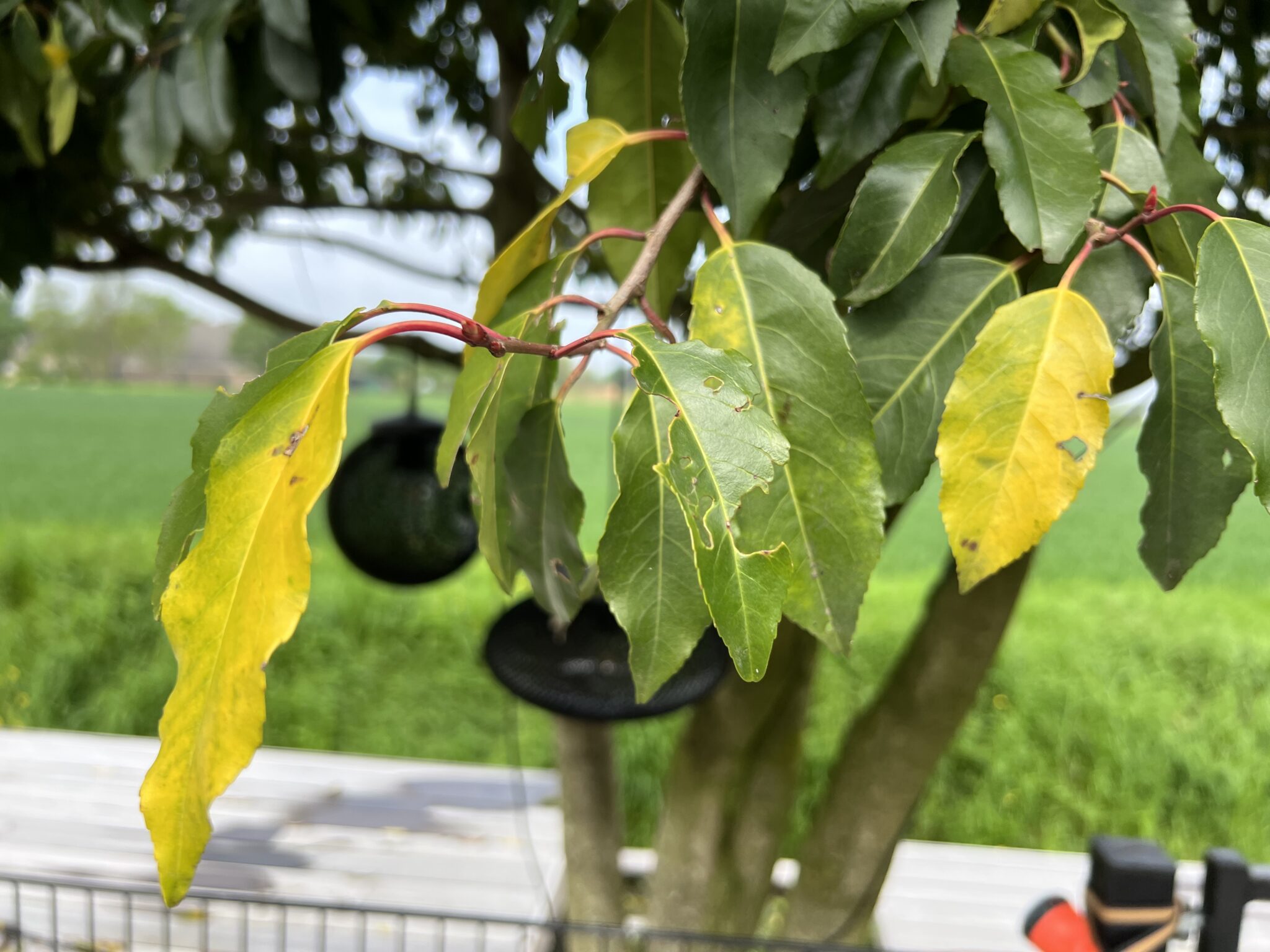 Geel blad prunusboom - Tuinadvies over Ziektes en plagen - ATuin webshop