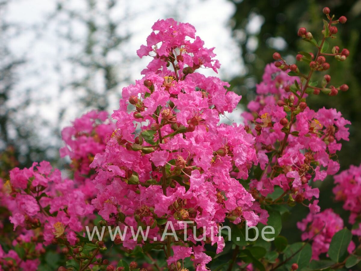 Indische sering (Lagerstroemia indica) met GroeiGarantie - ATuin