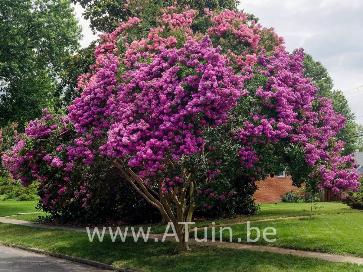 Indische sering (Lagerstroemia indica) met GroeiGarantie - ATuin