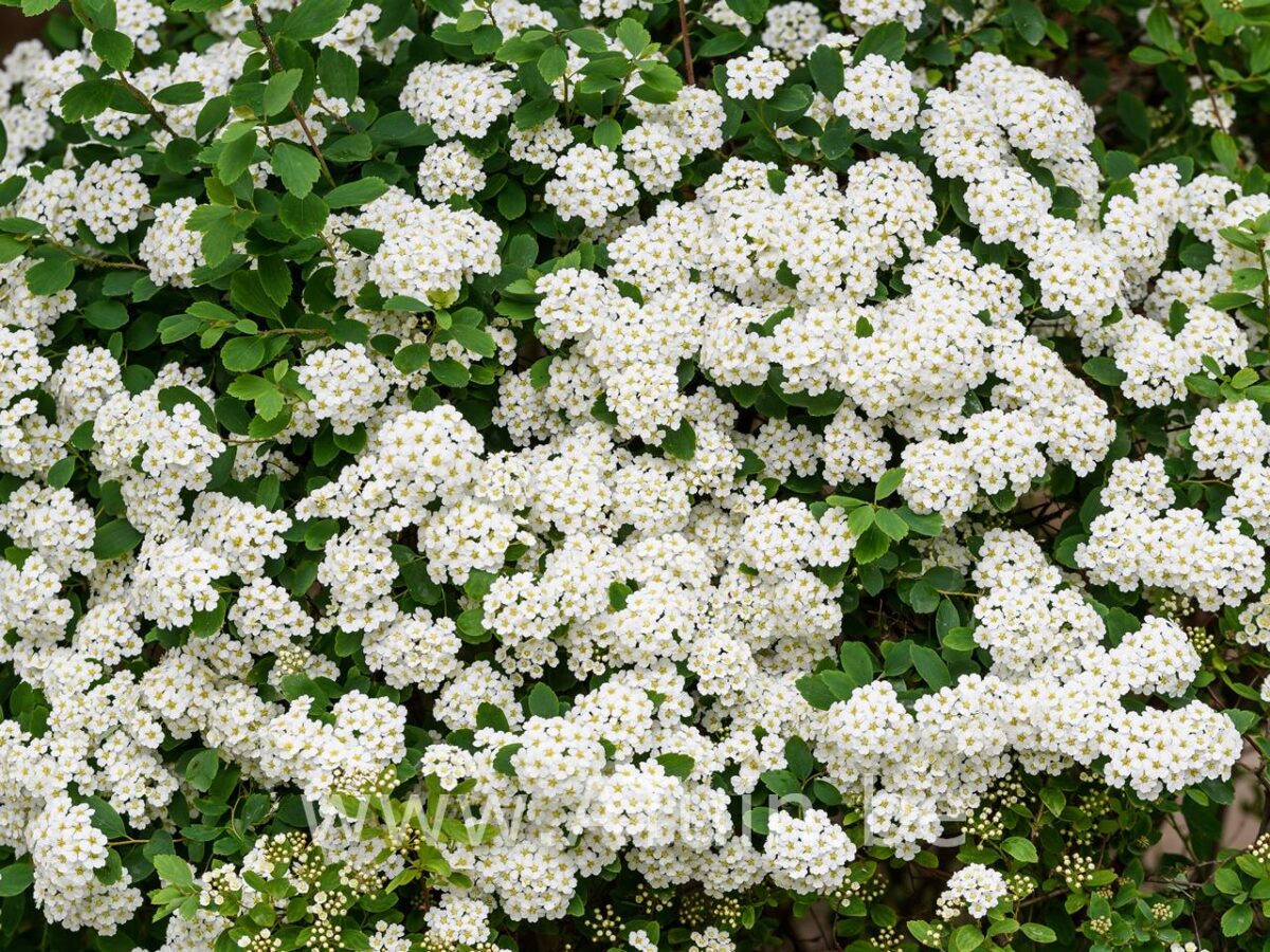 Spierstruik (Spiraea nipponica 'Snowmound') met GroeiGarantie - ATuin