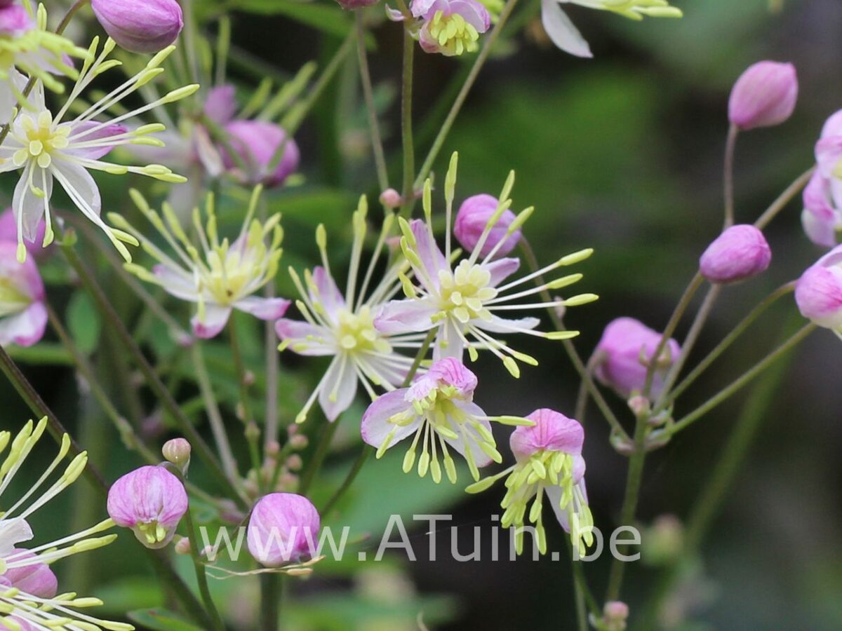 Chinese Ruit (Thalictrum delavayi) met GroeiGarantie - ATuin