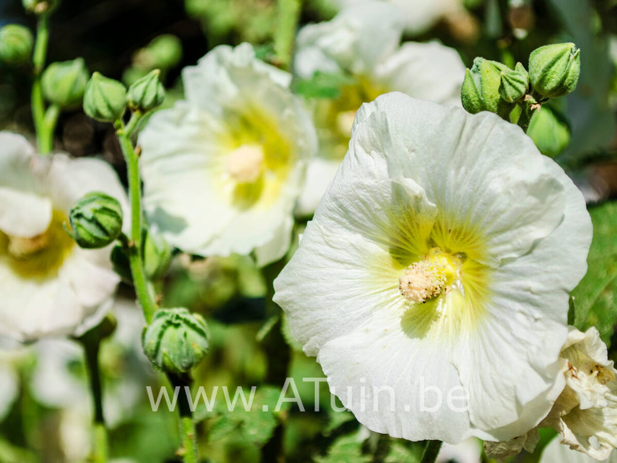 Stokroos (Alcea rosea WIT) met GroeiGarantie - ATuin