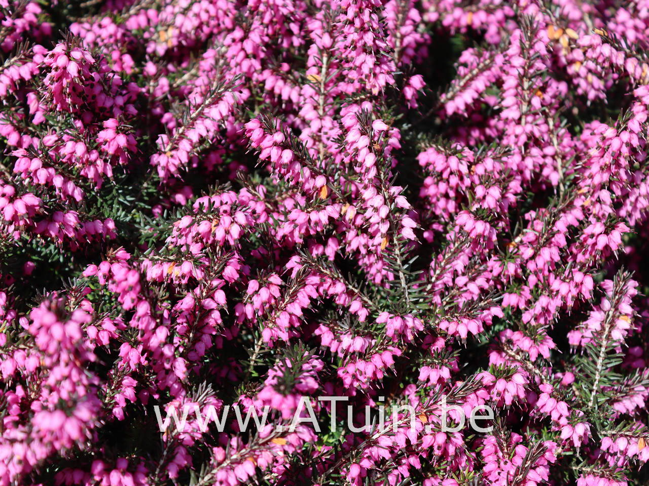 Heidekruid (Erica carnea 'Myretoun Ruby') met GroeiGarantie - ATuin