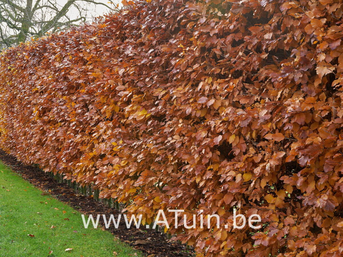 Groene Beuk (Fagus sylvatica) met GroeiGarantie - ATuin