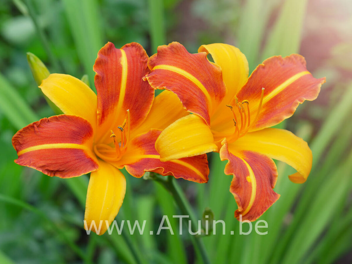 Daglelie (Hemerocallis 'Frans Hals') met GroeiGarantie - ATuin