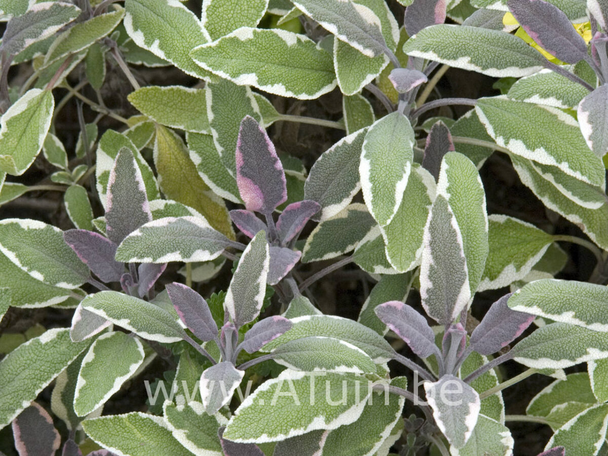 Echte Salie (Salvia officinalis 'Tricolor') met GroeiGarantie - ATuin