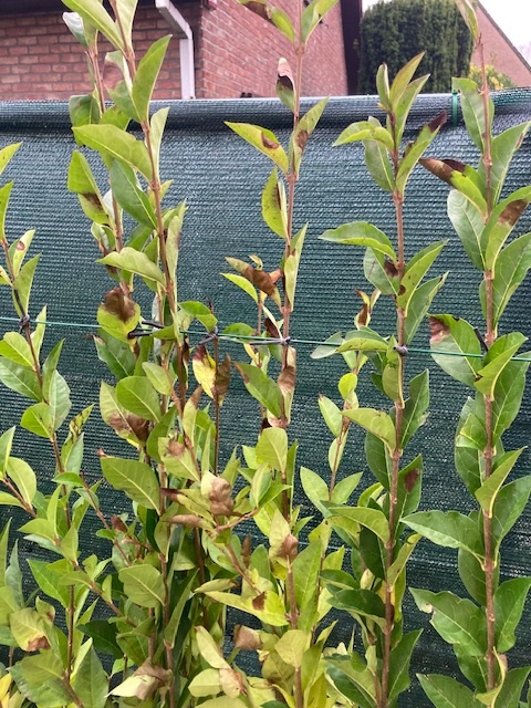 Liguster haag: blaadjes worden bruin en vallen af na aanplanting ...